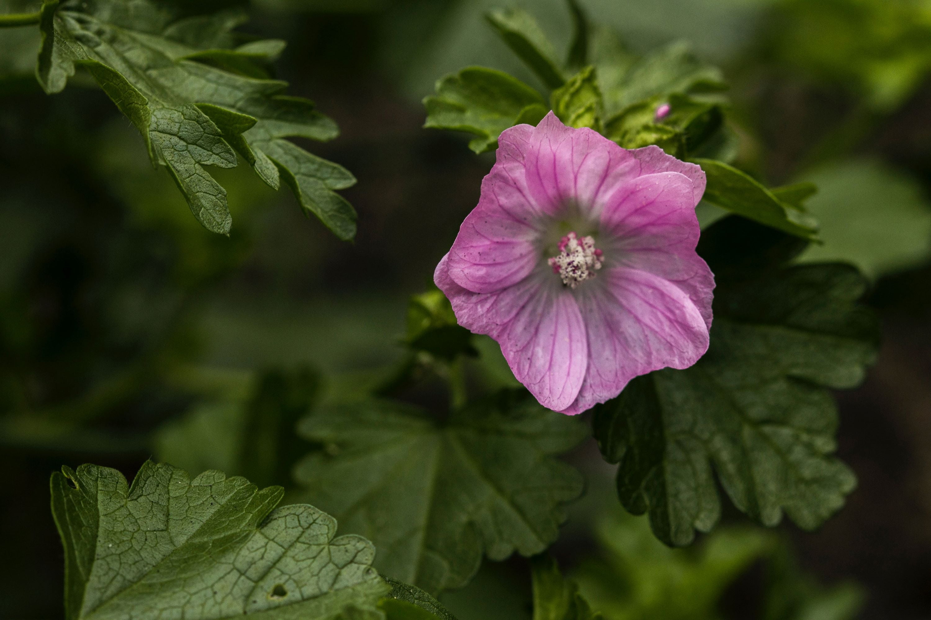 Kankakee Mallow/ Perennial/ Full Sun/ 1400 Seeds 1/8 oz/ Zellajake Farm ...