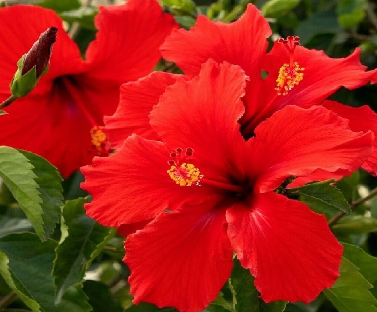 Kanoa Hawaii Red Hibiscus Live Plants in 4" Grower Pots (2 Count ...