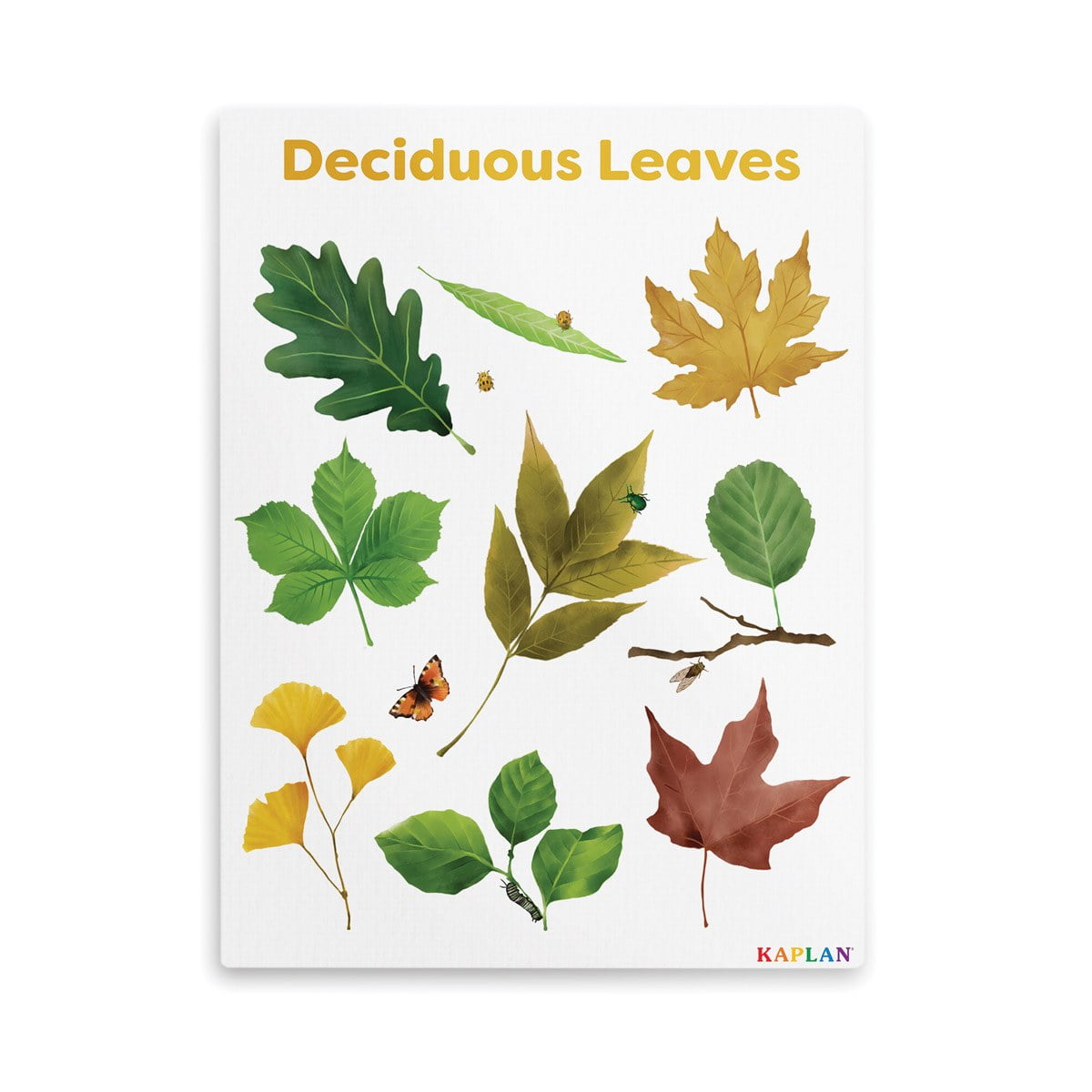 Kaplan Early Learning Company Deciduous Leaves Giclee Classroom Wall ...