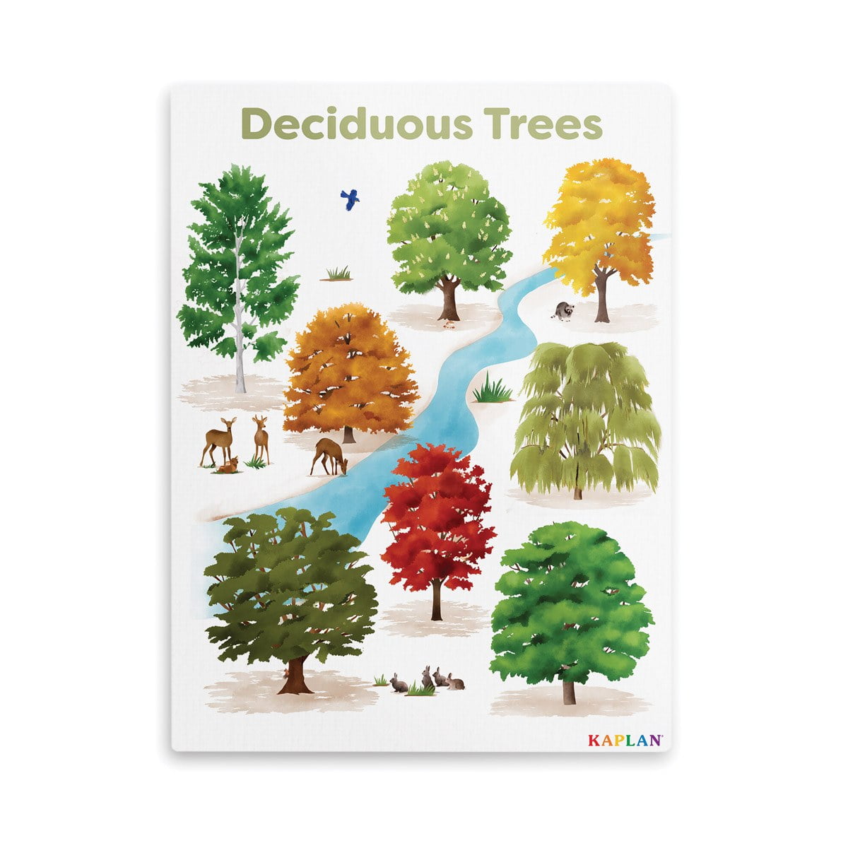 Kaplan Early Learning Deciduous Tree Giclee 18" x 24" Wall Print ...