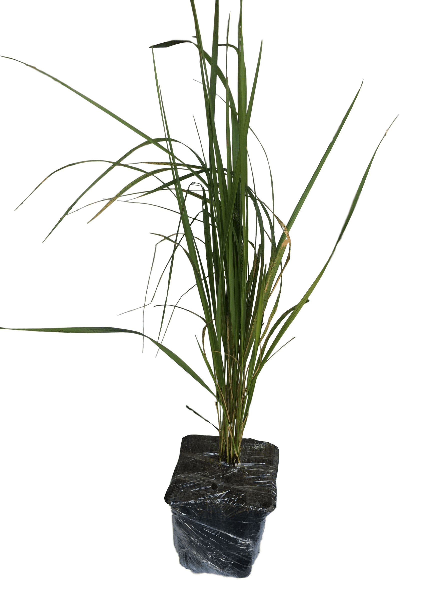 Karl Forester Outdoor Blooming Grass, 3 Plants for Patio Garden, Year ...