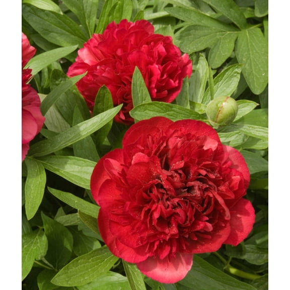 Peony Bulbs in Plant Bulbs - Walmart.com