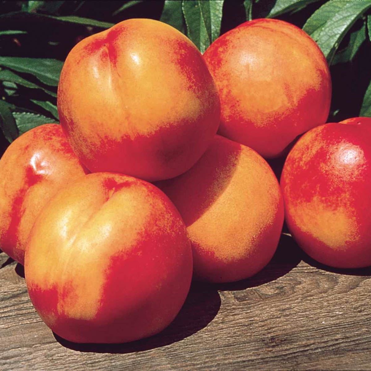 Karla Rose Nectarine Standard Dormant Bare Root Starter Fruit Tree, 1 ...
