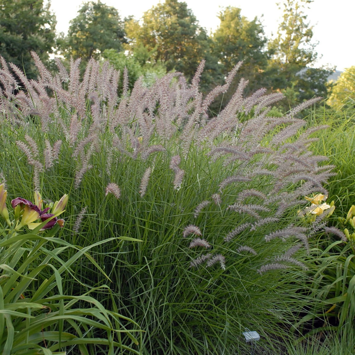 Pennisetum Orientale