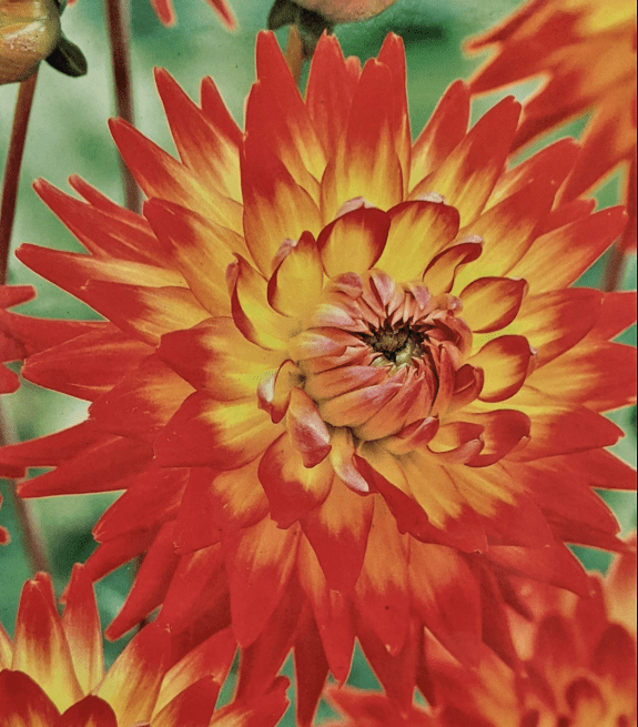 Karma Bon Bini Dahlia -Cactus Dahlia - Firey Red / Yellow Centers - #1 ...