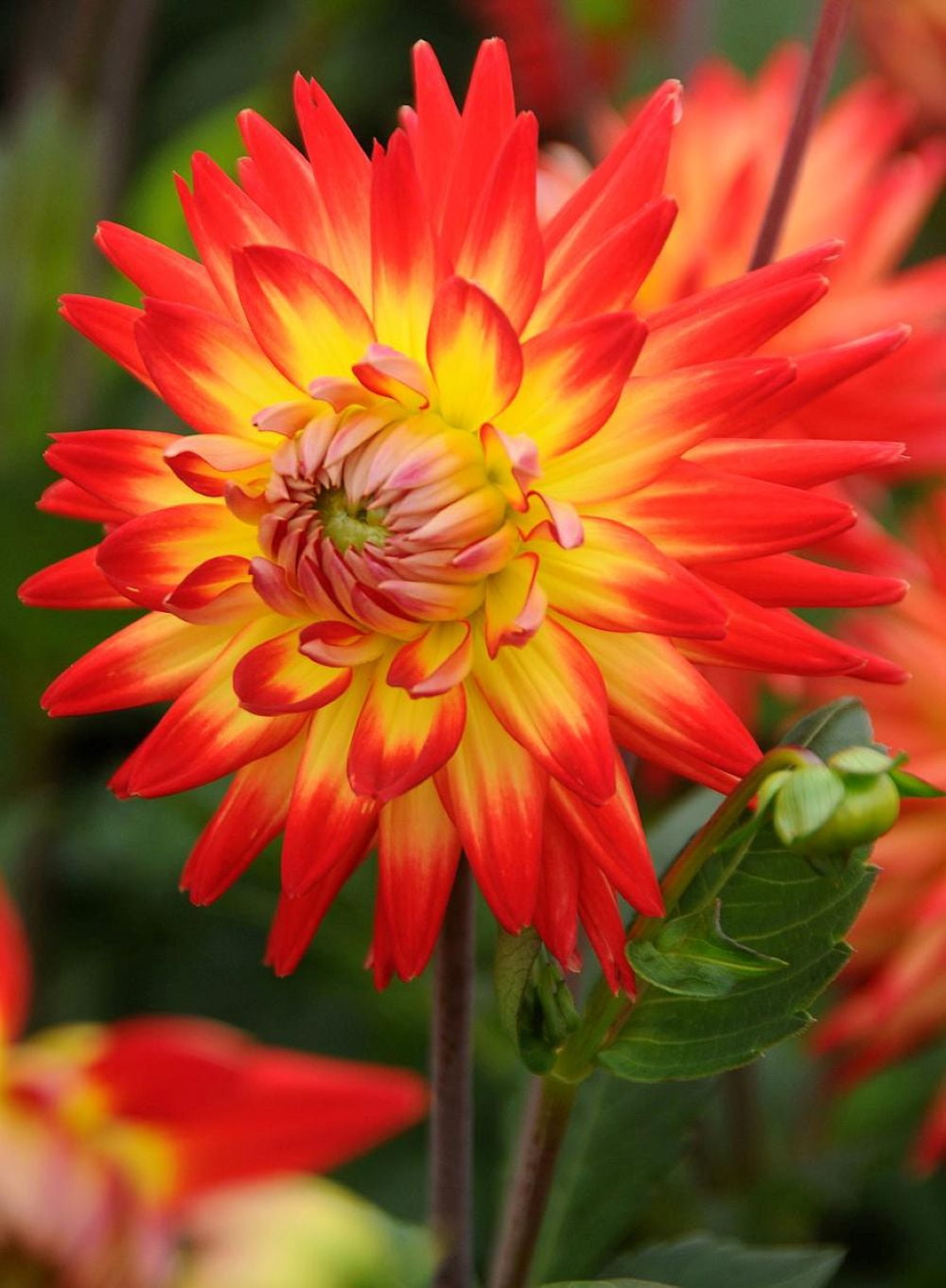 Karma Bon Bini Dahlia -Cactus Dahlia - Firey Red / Yellow Centers - #1 ...