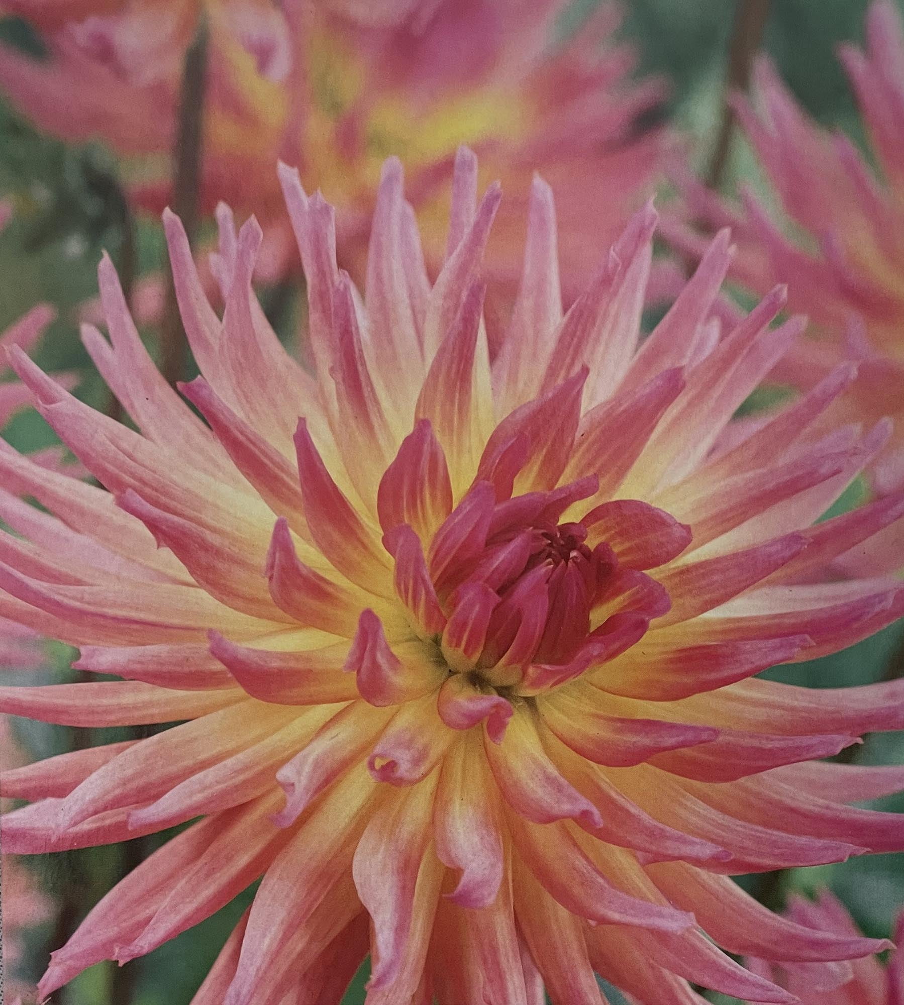 Karma Sangria Cactus Dahlia - Yellow/Pink BiColor - #1 Size Root Clump ...
