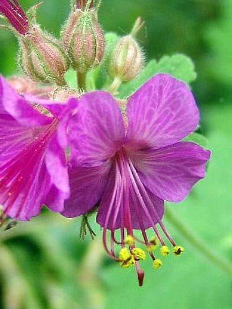 Karmina Hardy Geranium - Gallon Pot - Aromatic Foliage - Deep Rose ...