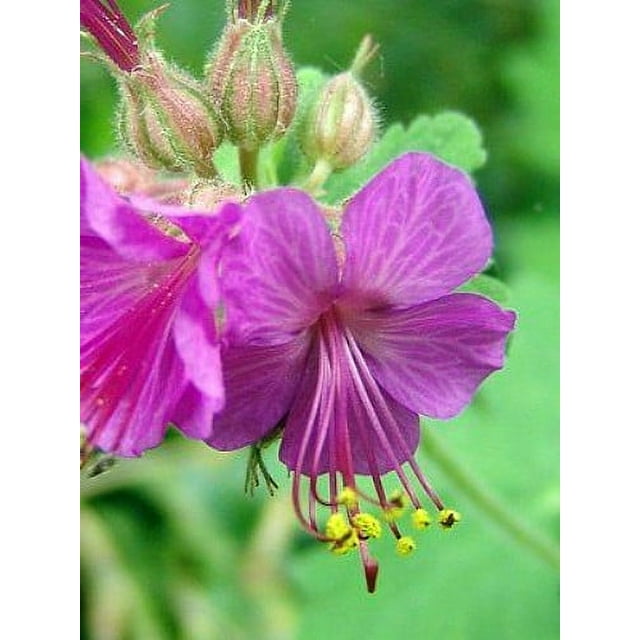 Karmina Hardy Geranium - Gallon Pot - Aromatic Foliage - Deep Rose ...