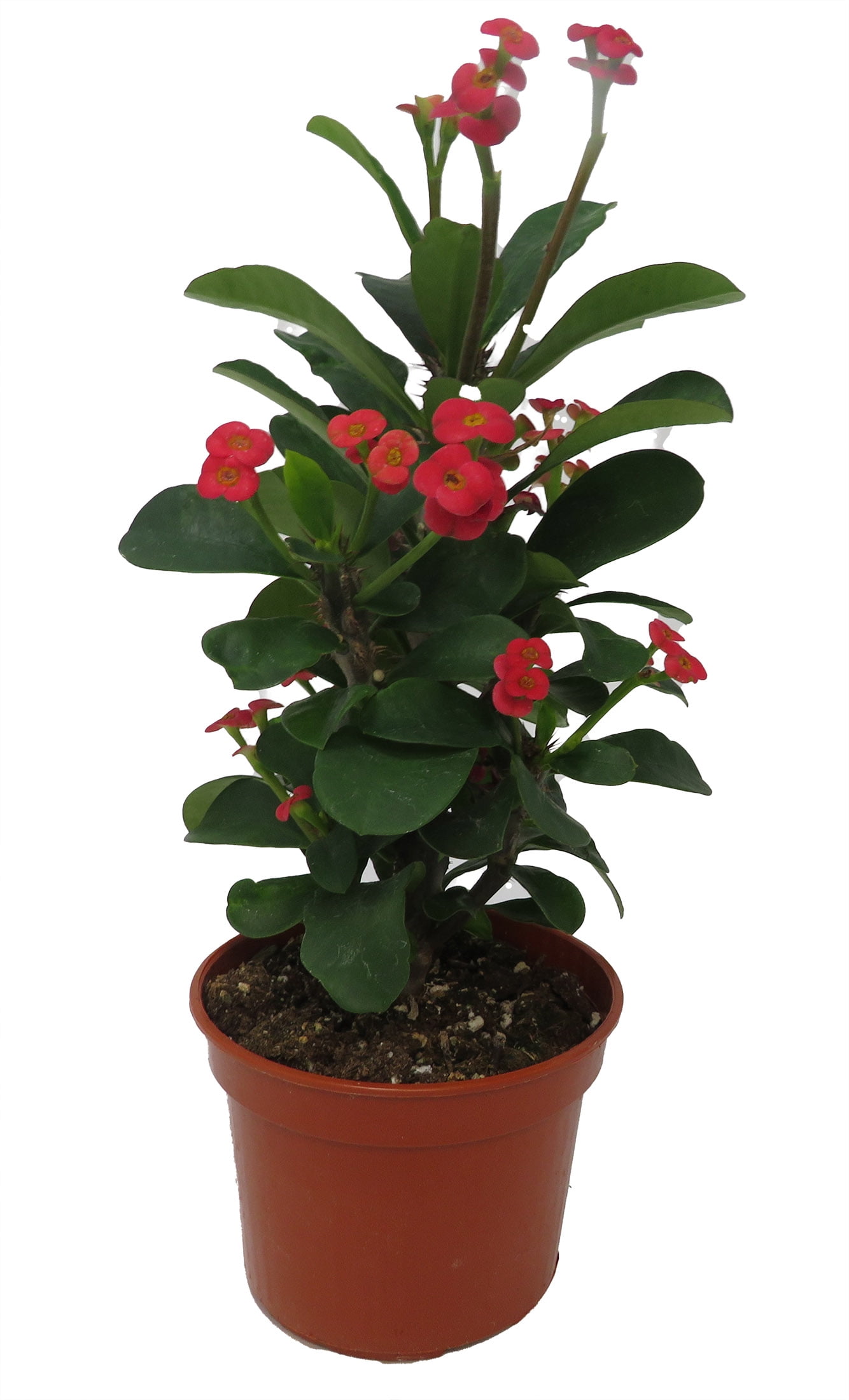 Karola Biblical Crown of Thorns Plant - Euphorbia - 4" Pot -Deep Red ...
