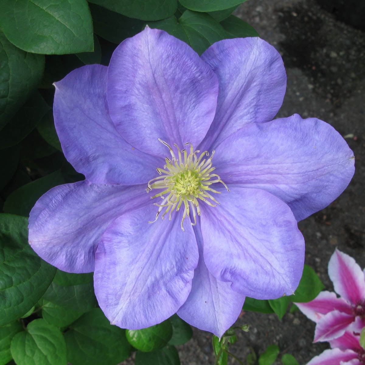 Kasugai Blue Flowering Clematis Vine Dormant Bare Root Perennial ...