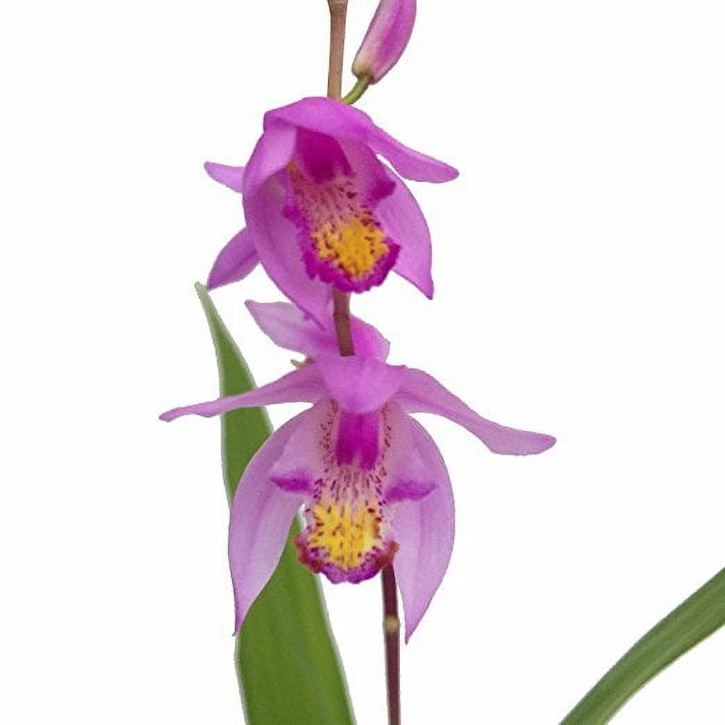 Kate Chinese Hardy Ground Orchid - Bletilla yokohama - 2.5" Pot ...