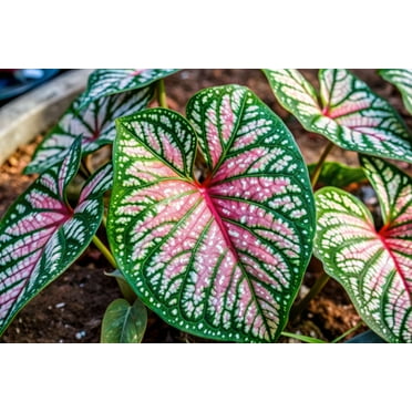 Mixed Caladium Bulbs for Planting - Perennial Hosta, Elephant Ears ...