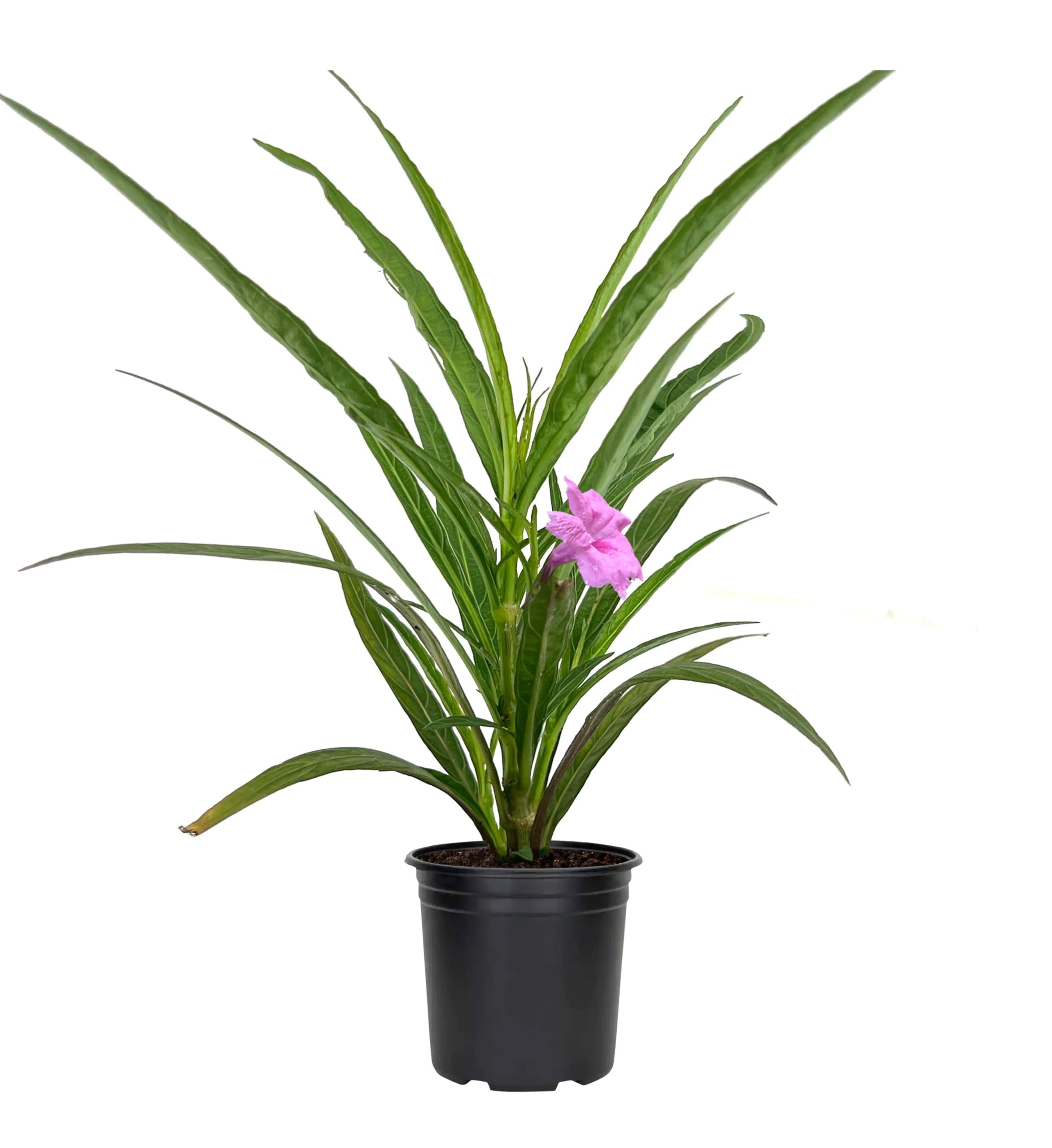 Katie's Dwarf Mexican Petunia Pink | 3 Live 4 Inch Plants | Ruellia ...