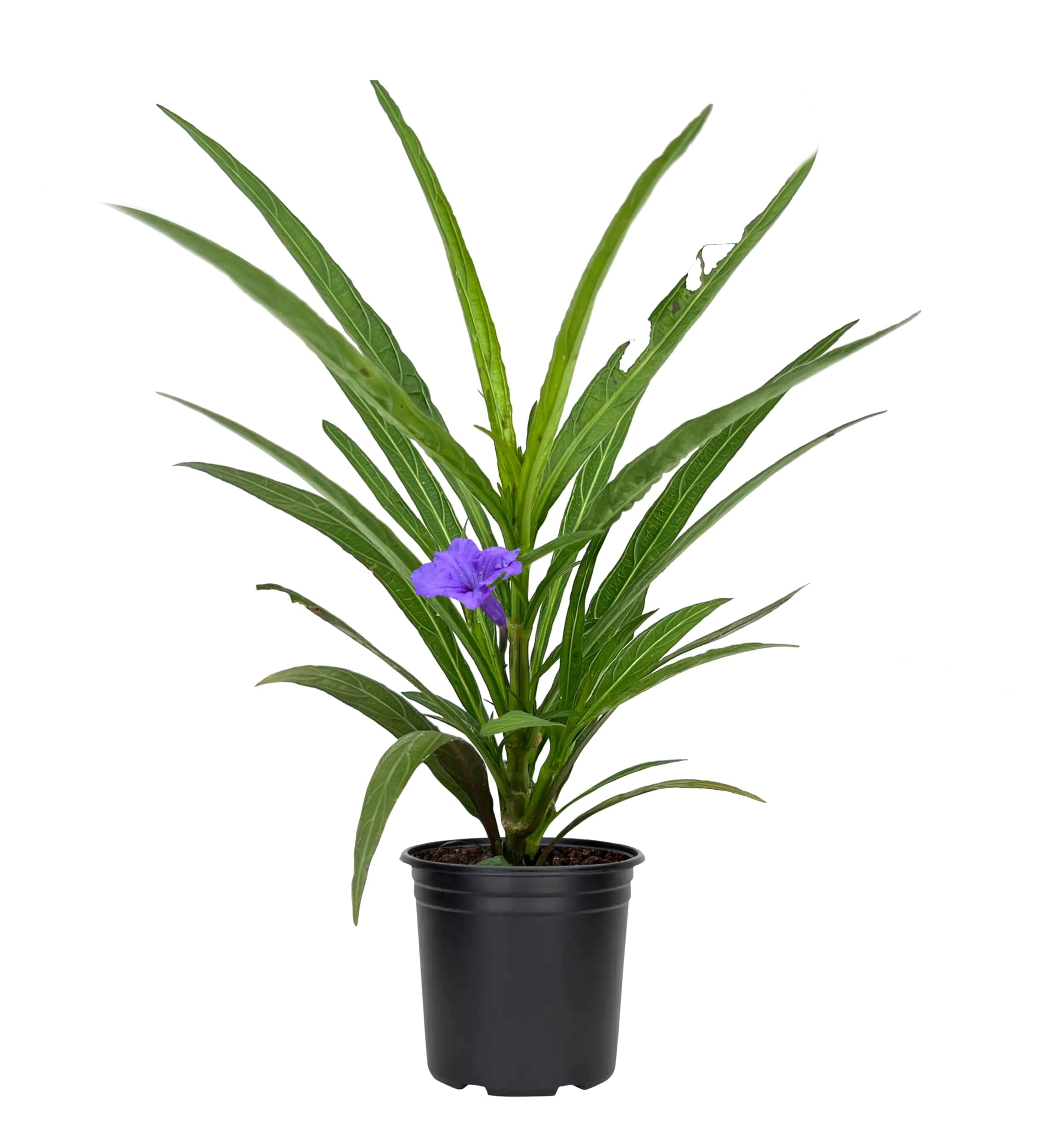 Katie's Dwarf Mexican Petunia Purple | 1 Live 4 Inch Plant | Ruellia ...