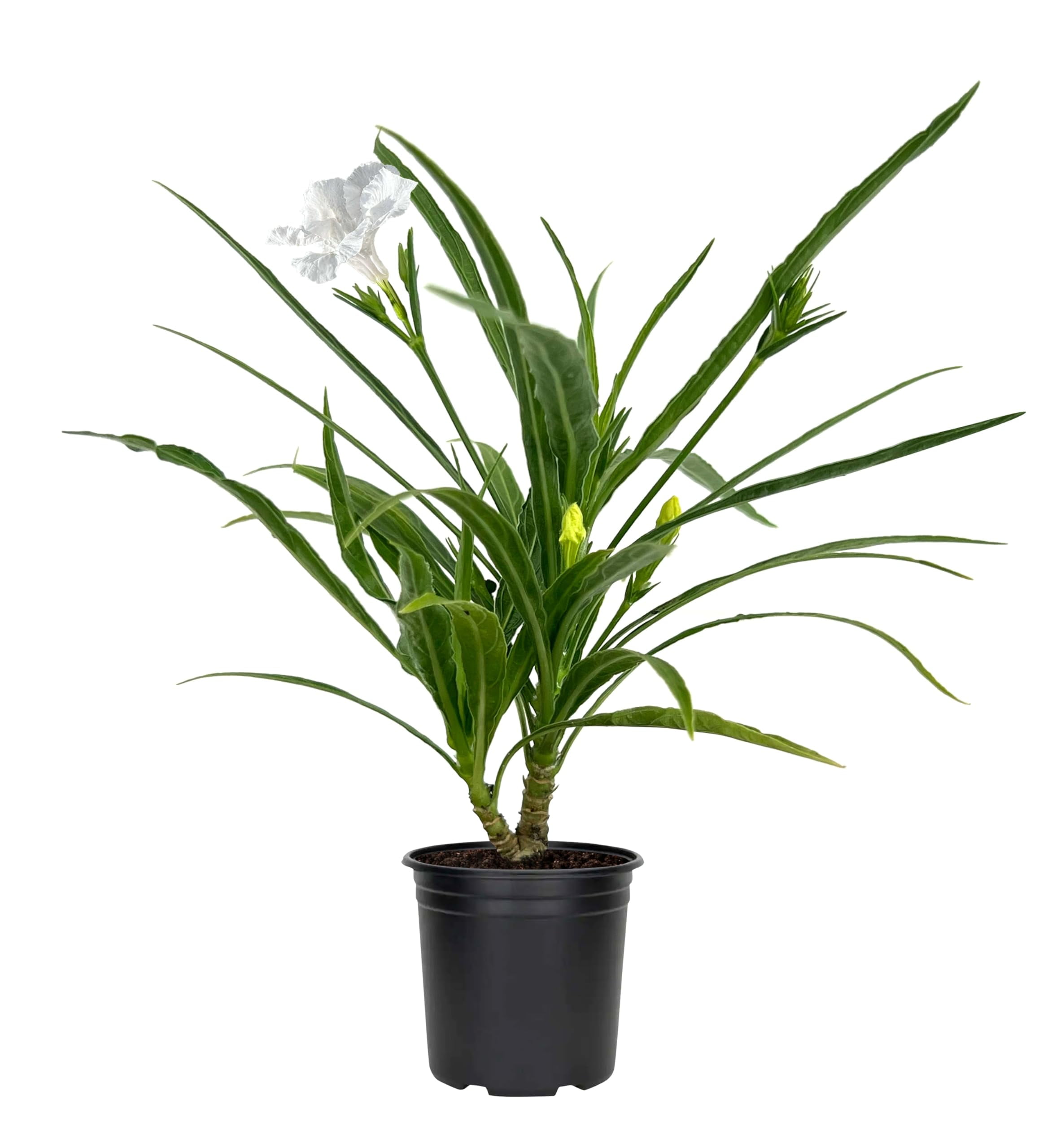 Katie's Dwarf Mexican Petunia White | 1 Live 4 Inch Plant | Ruellia ...