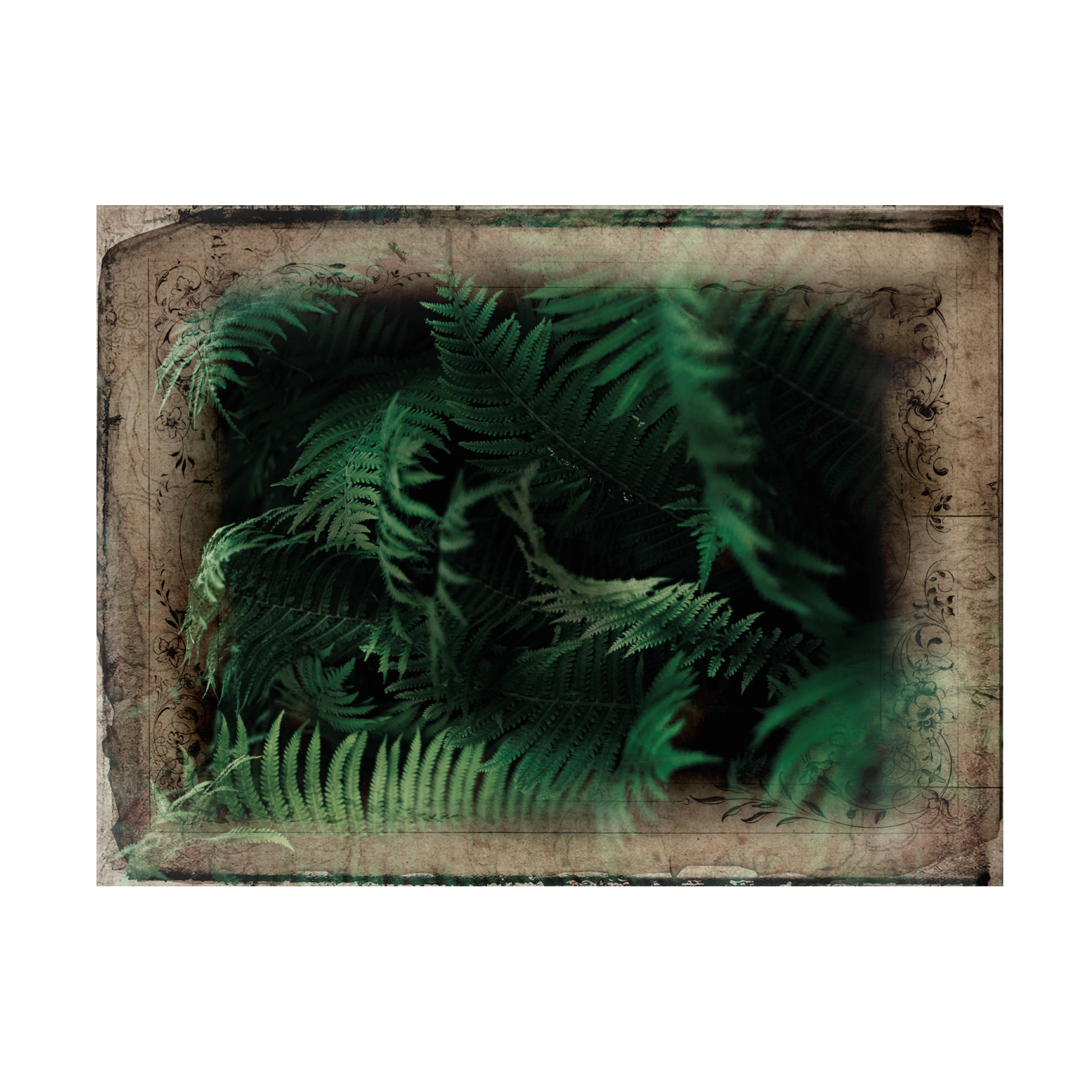 Katrina Jones 'Vintage Framed Lush Ferns' Canvas Art - Walmart.com