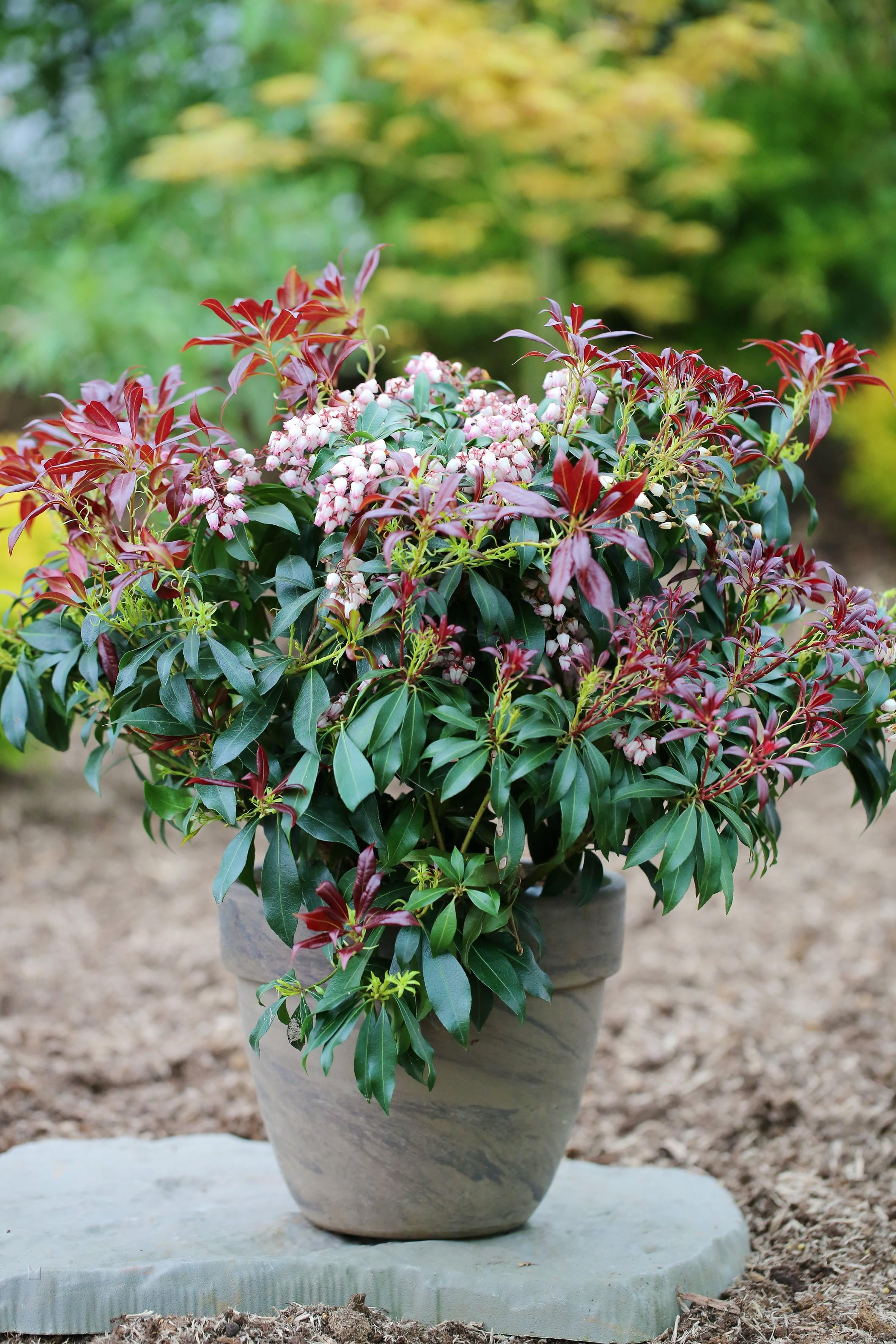 Katsura Japanese Andromeda-Evergreen Shrub-Vibrant Foliage 3 Gallon ...