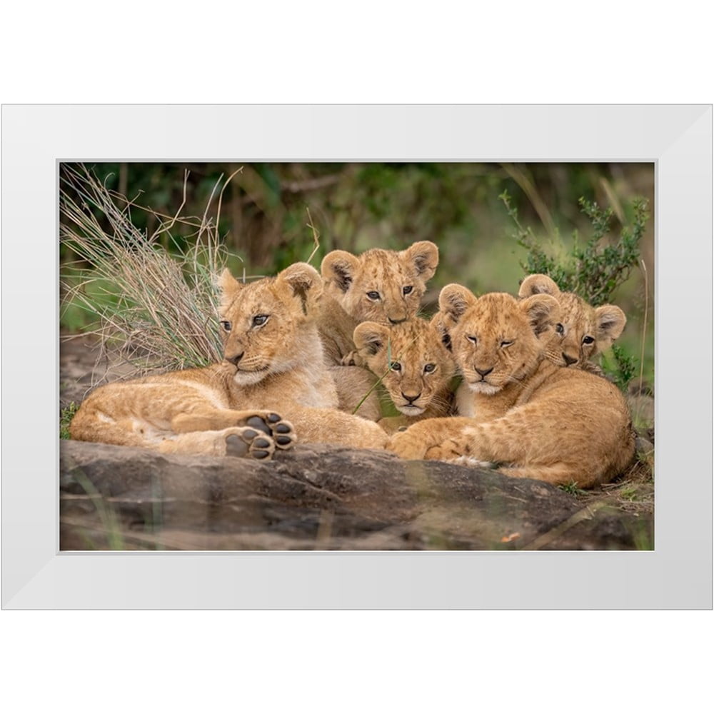 Katz, Daniel 32x22 White Modern Wood Framed Museum Art Print Titled ...