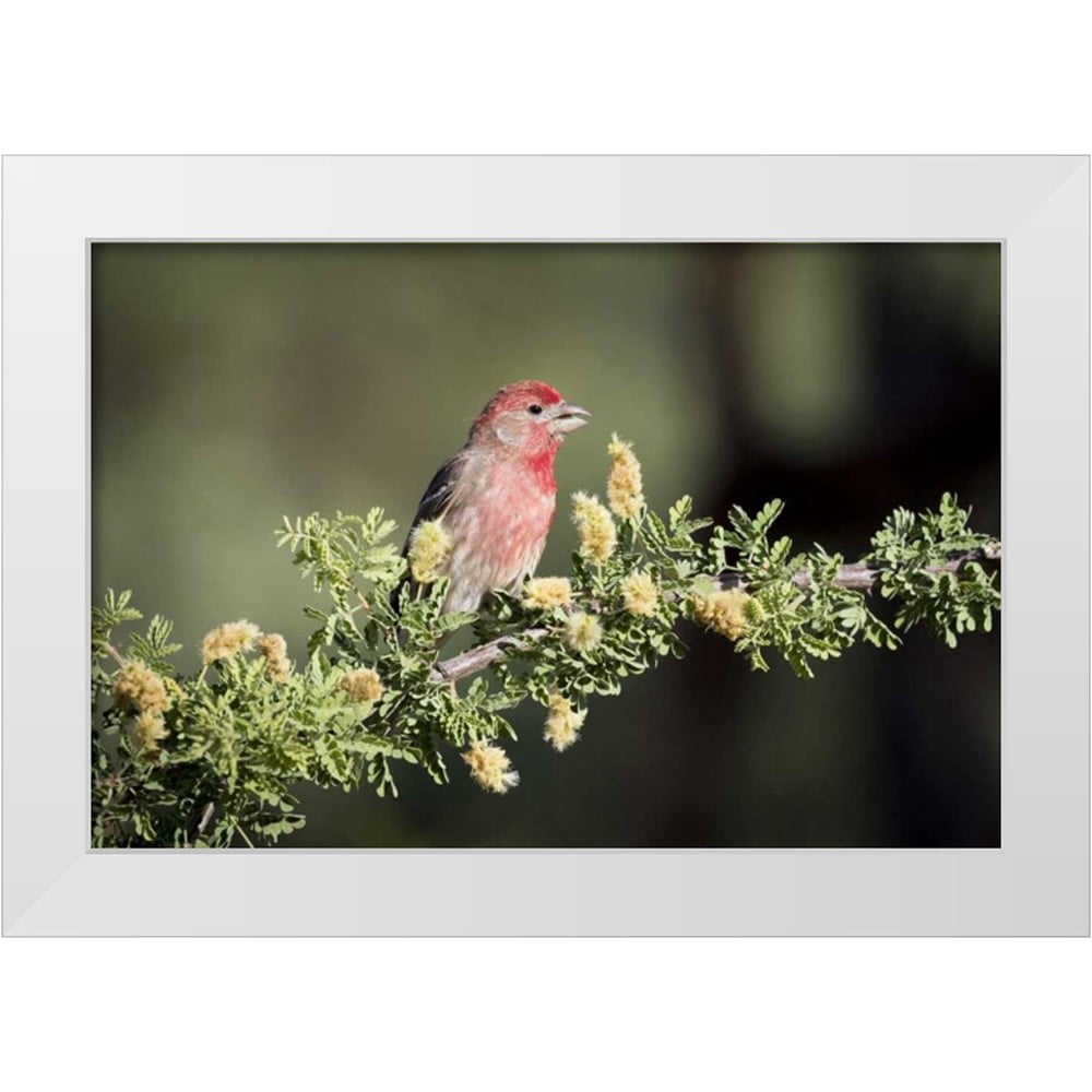 Kaveney, Wendy 14x11 White Modern Wood Framed Museum Art Print Titled ...