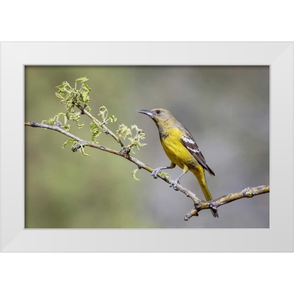 Kaveney, Wendy 18x13 White Modern Wood Framed Museum Art Print Titled - AZ, Santa Rita Mts ...