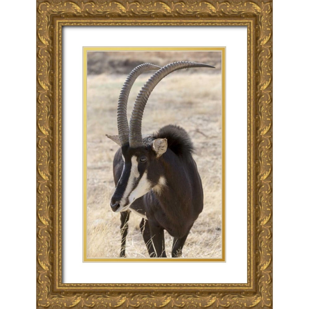 Kaveney, Wendy 22x32 Gold Ornate Wood Framed with Double Matting Museum Art Print Titled ...