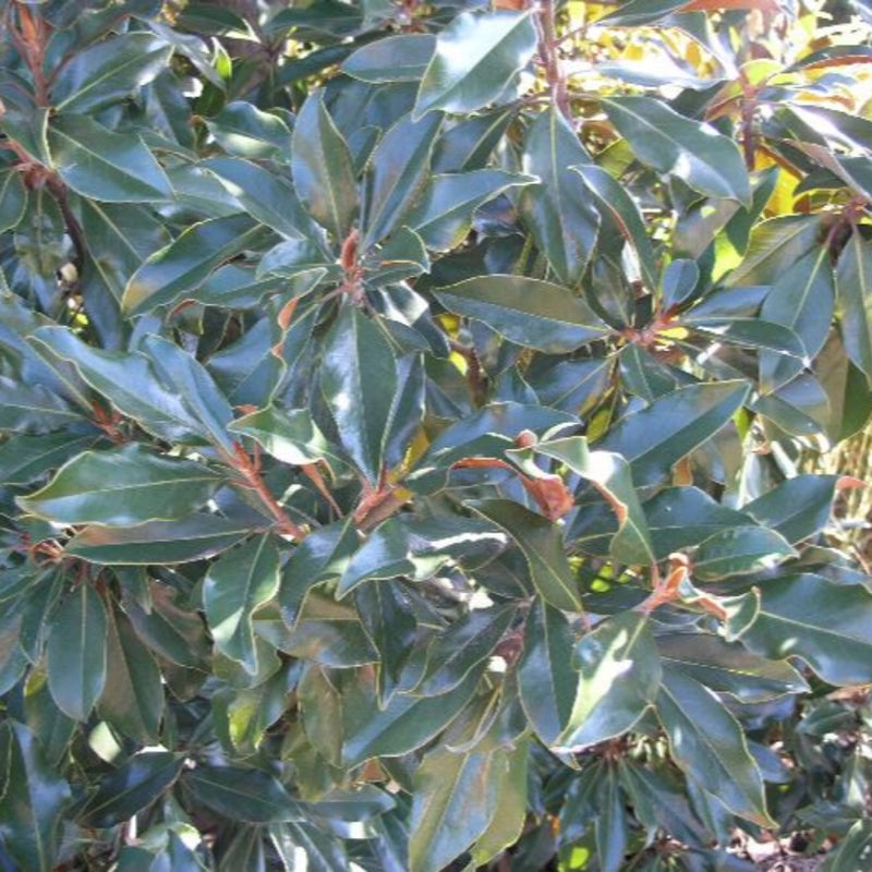 Kay Parris Magnolia Tree- 3 Gallon - Walmart.com