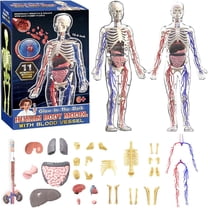 Human Body Anatomy Model for Kids, STEM Educational Toy with Removable ...