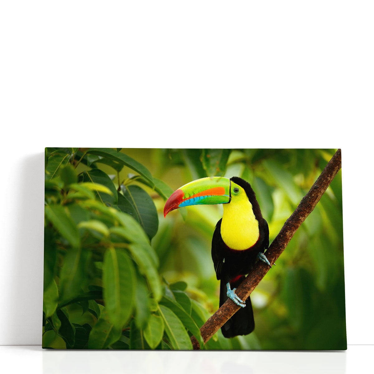 Keel-billed Toucan Bird Sitting on a Branch - Wrapped Canvas Print Wall ...