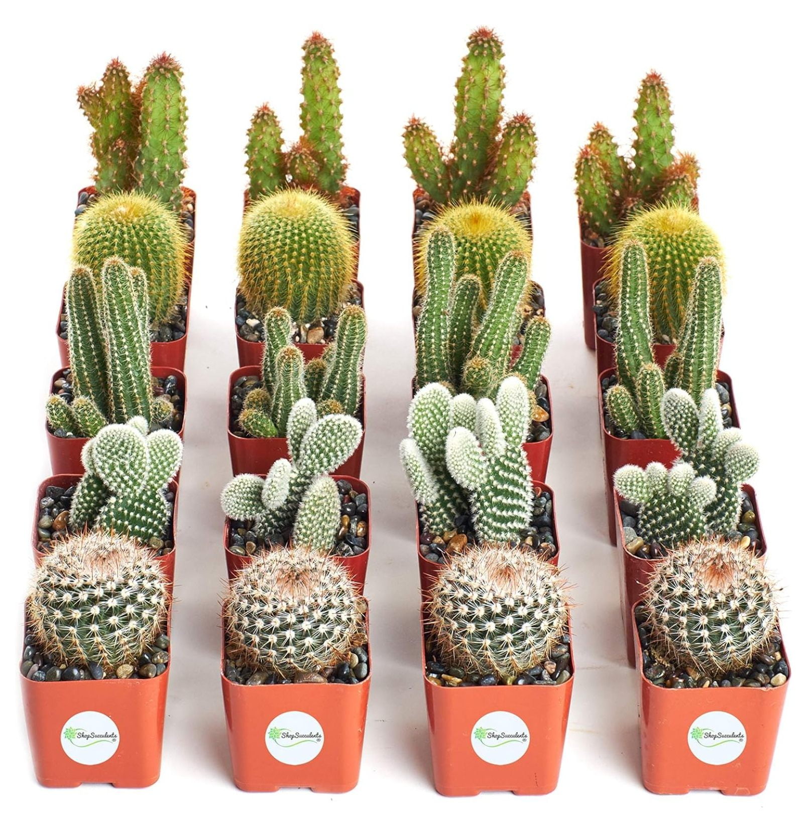 Keeomi | Cool Cactus Collection of Live Succulent Plants, Hand Selected ...