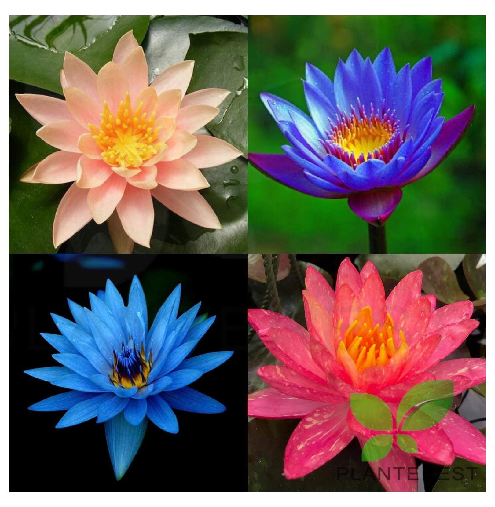 Keeomi - Water Lily Tuber 4 Pre-Grown Hardy Lily Rhizome Live Aquarium ...