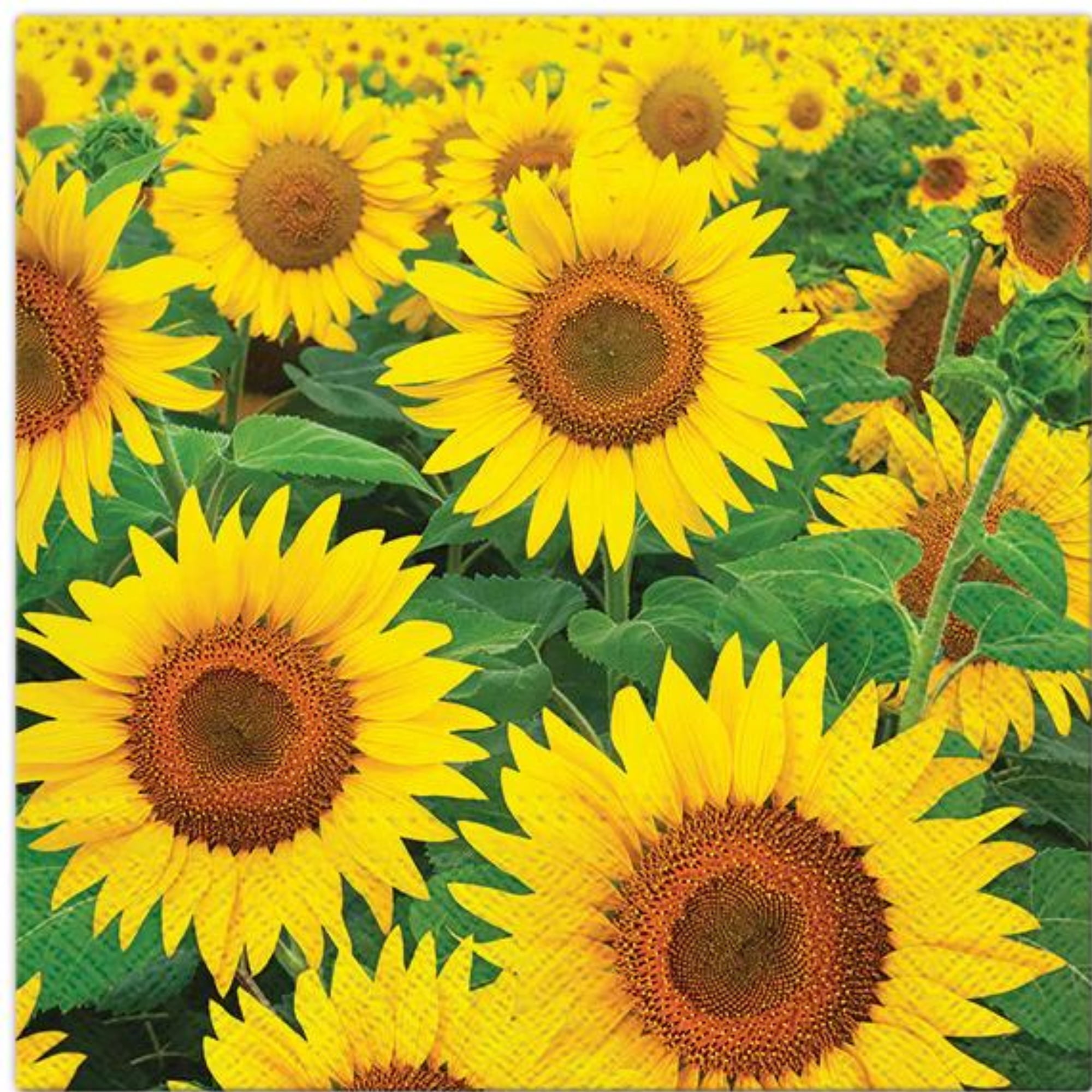 Keep Unique Yellow Sunflowers Paper Napkins, Everyday Decorative ...