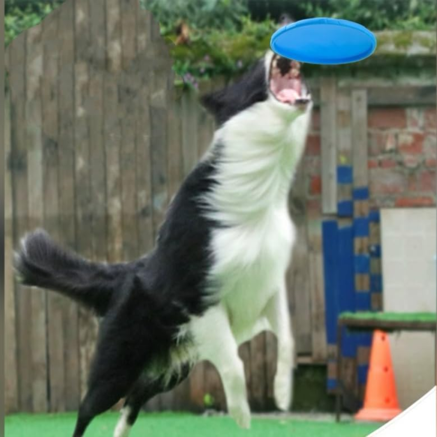 Fun Interactive and Durable Dog Flying Disc for Training and Playtime ...