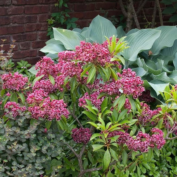 Keepsake Mountain Laurel–Kalmia latifolia 'Keepsake'–Evergreen Shrub ...