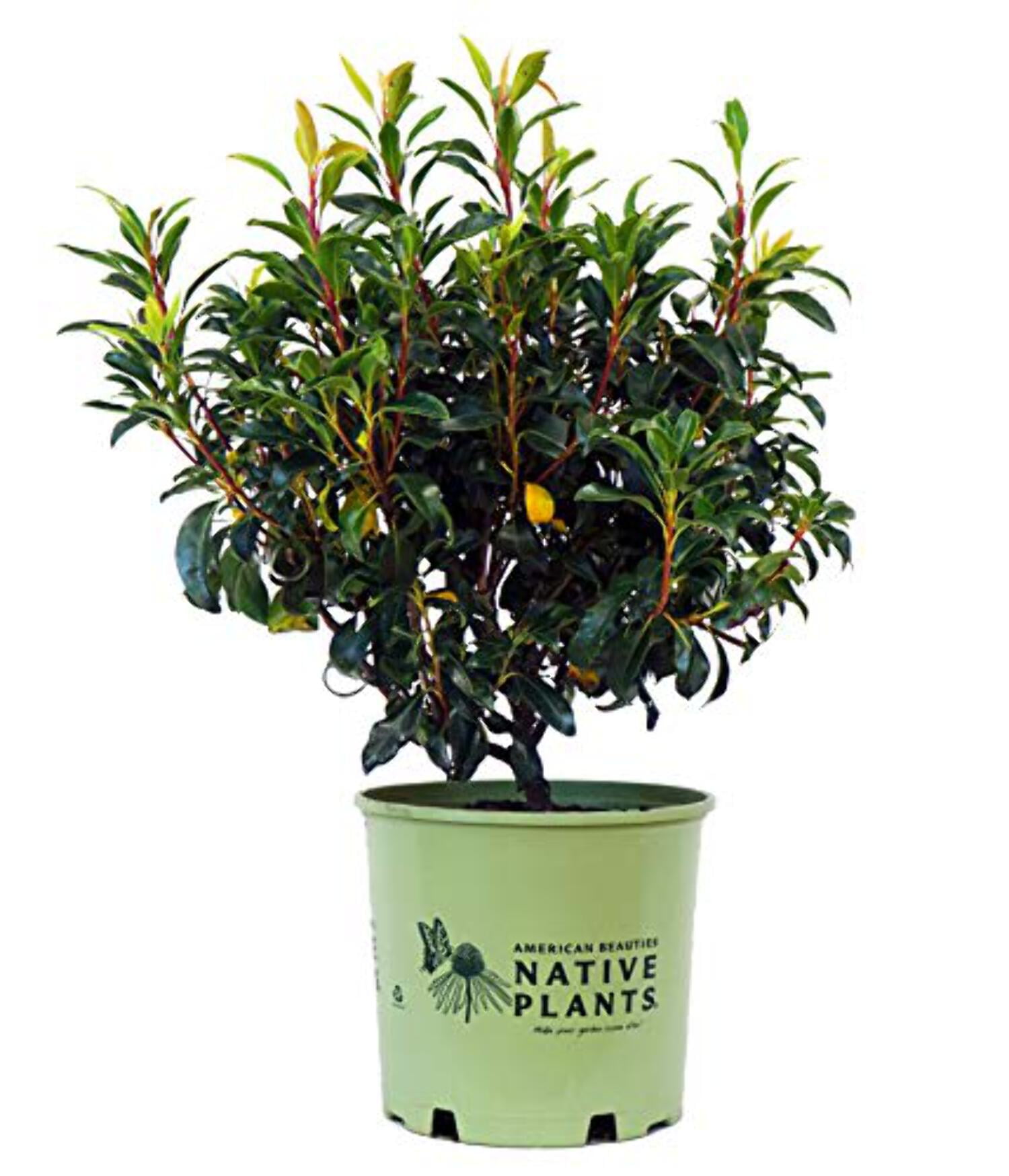 Keepsake Mountain Laurel - Walmart.com