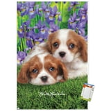 Keith Kimberlin - Cavalier King Charles Puppies - Walmart.com