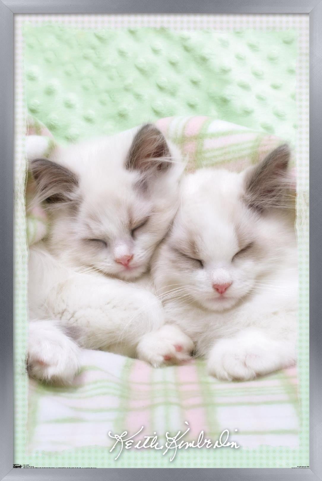 Keith Kimberlin - Kitten 09 Wall Poster, 14.725" x 22.375" Framed ...