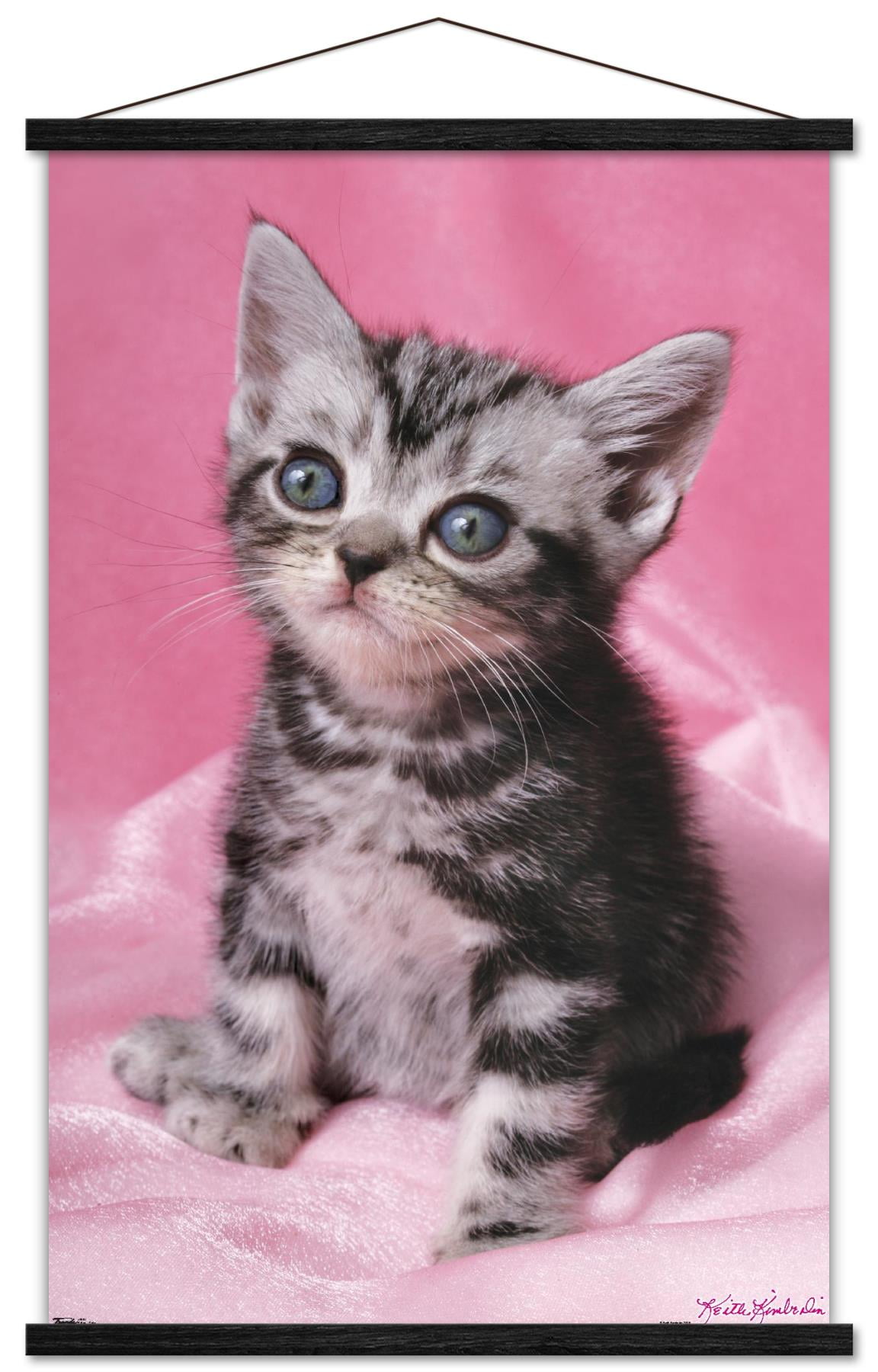 Keith Kimberlin - Kitten - Cute Wall Poster with Wooden Magnetic Frame ...