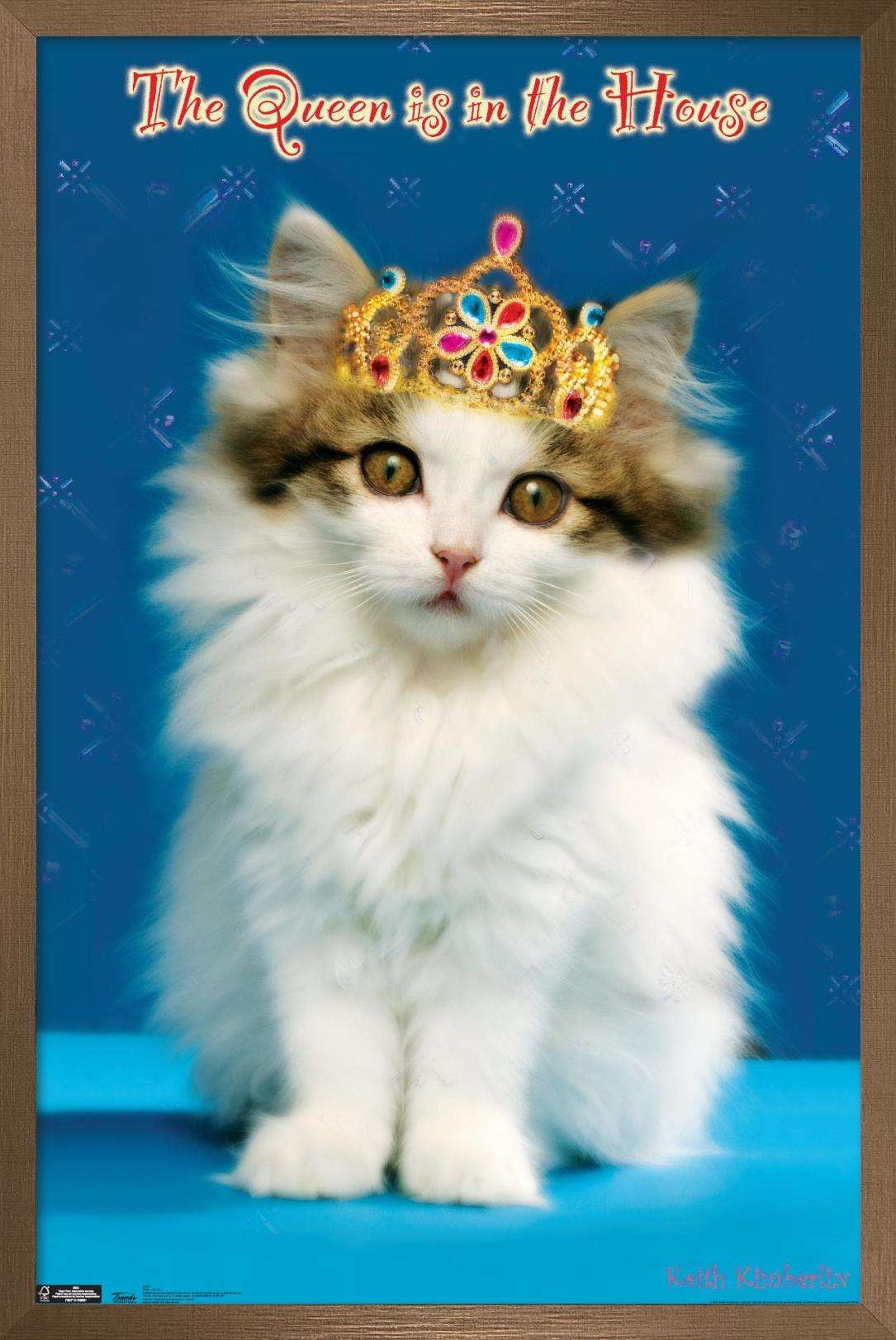 Keith Kimberlin - Kitten - Queen Wall Poster, 22.375" x 34", Framed ...