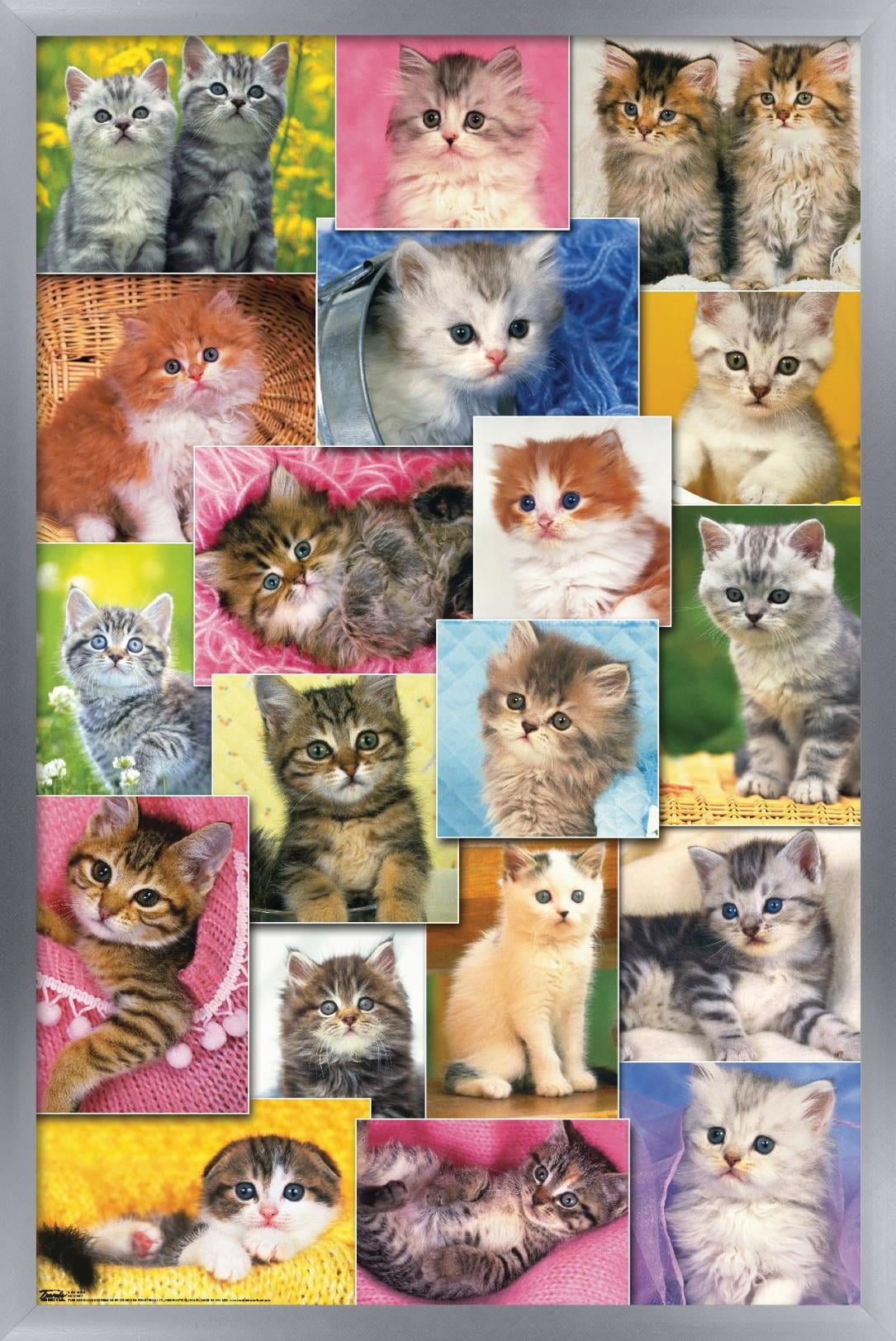 Keith Kimberlin - Kittens Collage Wall Poster, 14.725" x 22.375" Framed ...