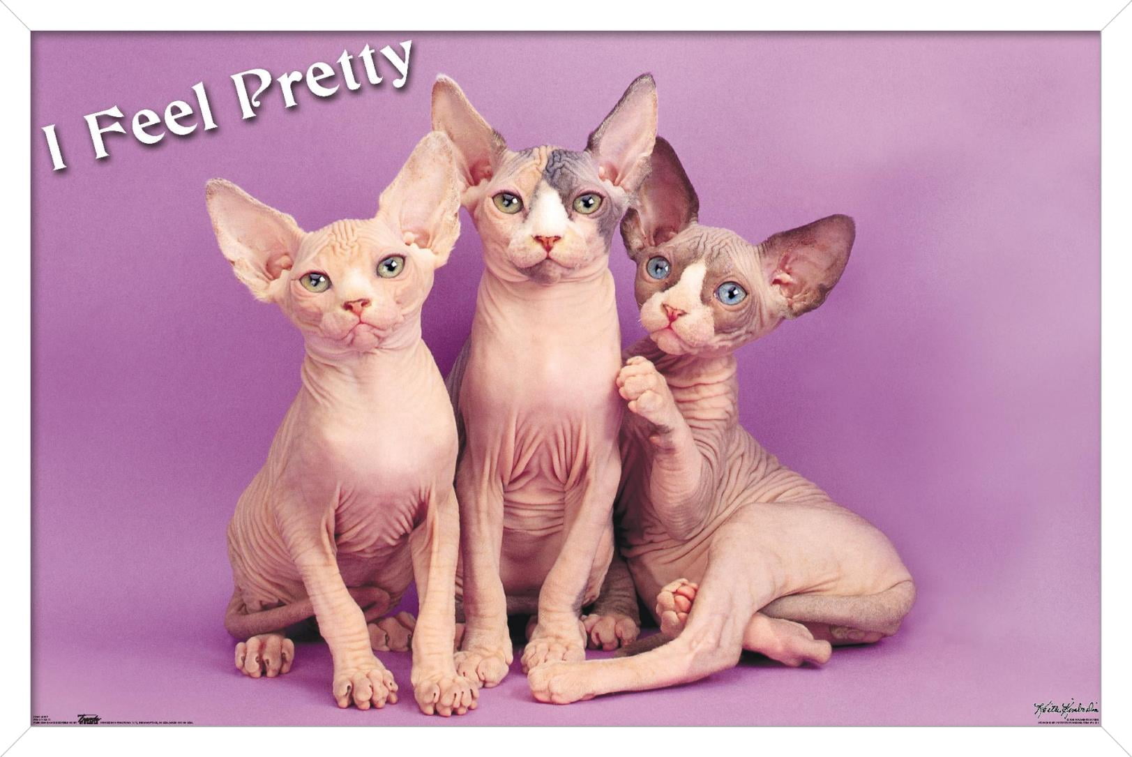 Keith Kimberlin - Kittens - Pretty Kitty Wall Poster, 14.725" x 22.375 ...