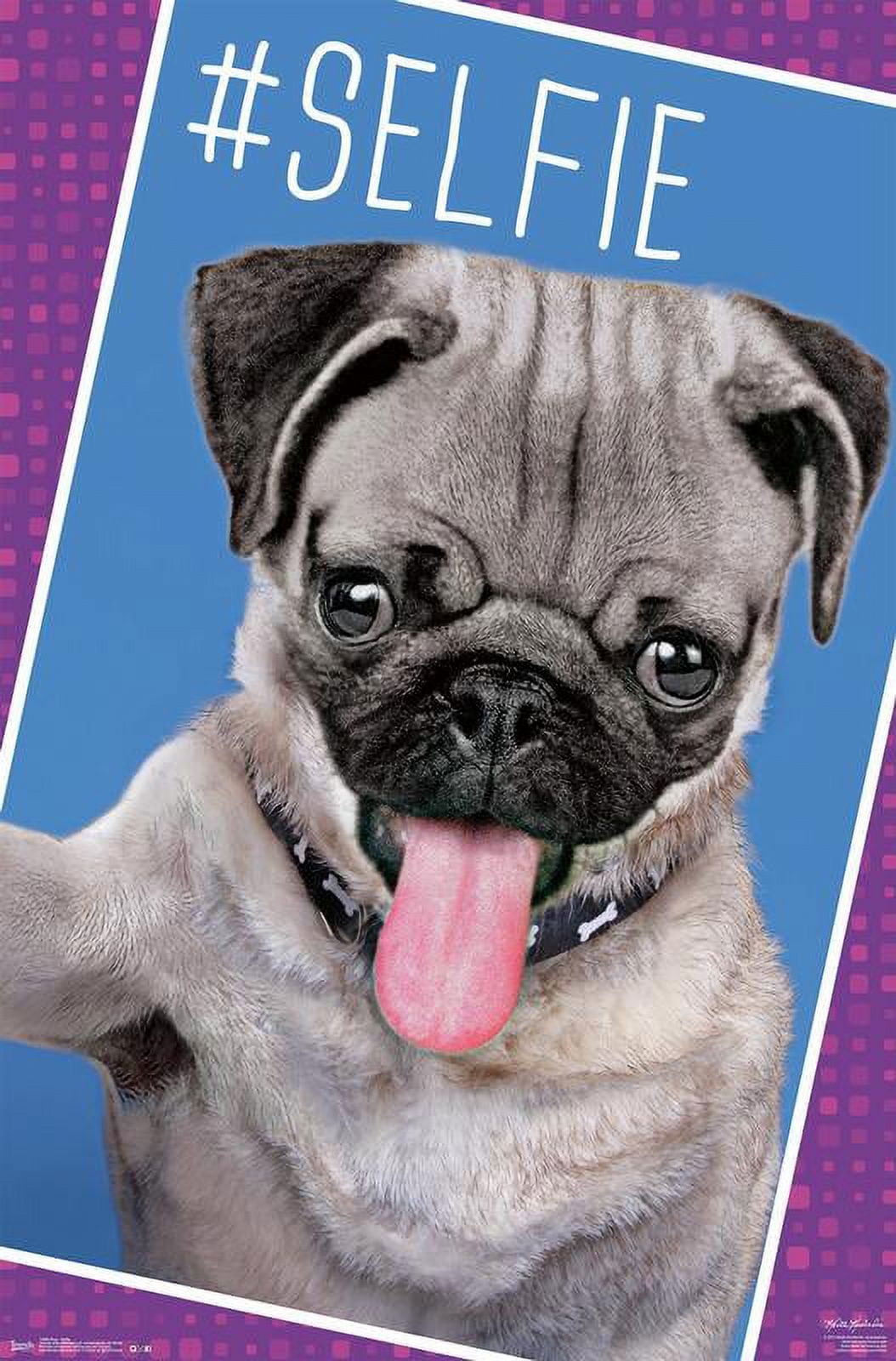 Keith Kimberlin - Kittens - Pug - Selfie Wall Poster, 22.375" x 34 ...