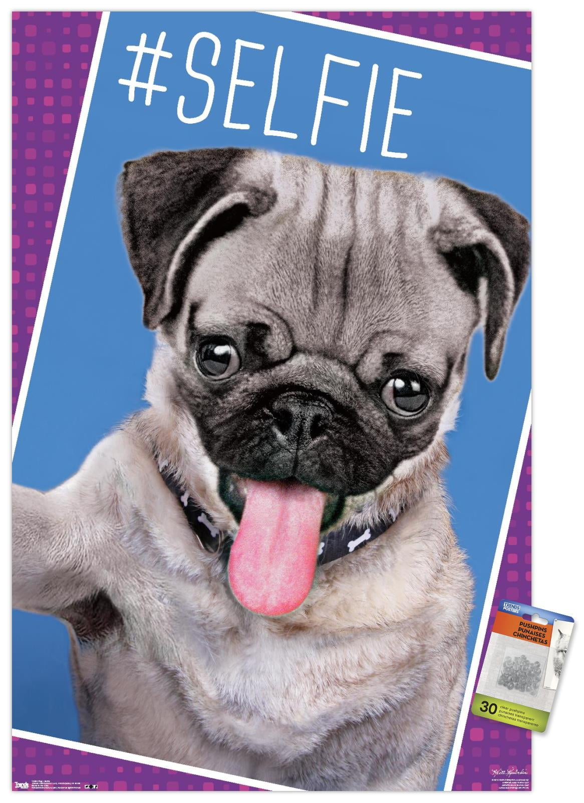 Keith Kimberlin - Kittens - Pug - Selfie Wall Poster with Push Pins, 22 ...