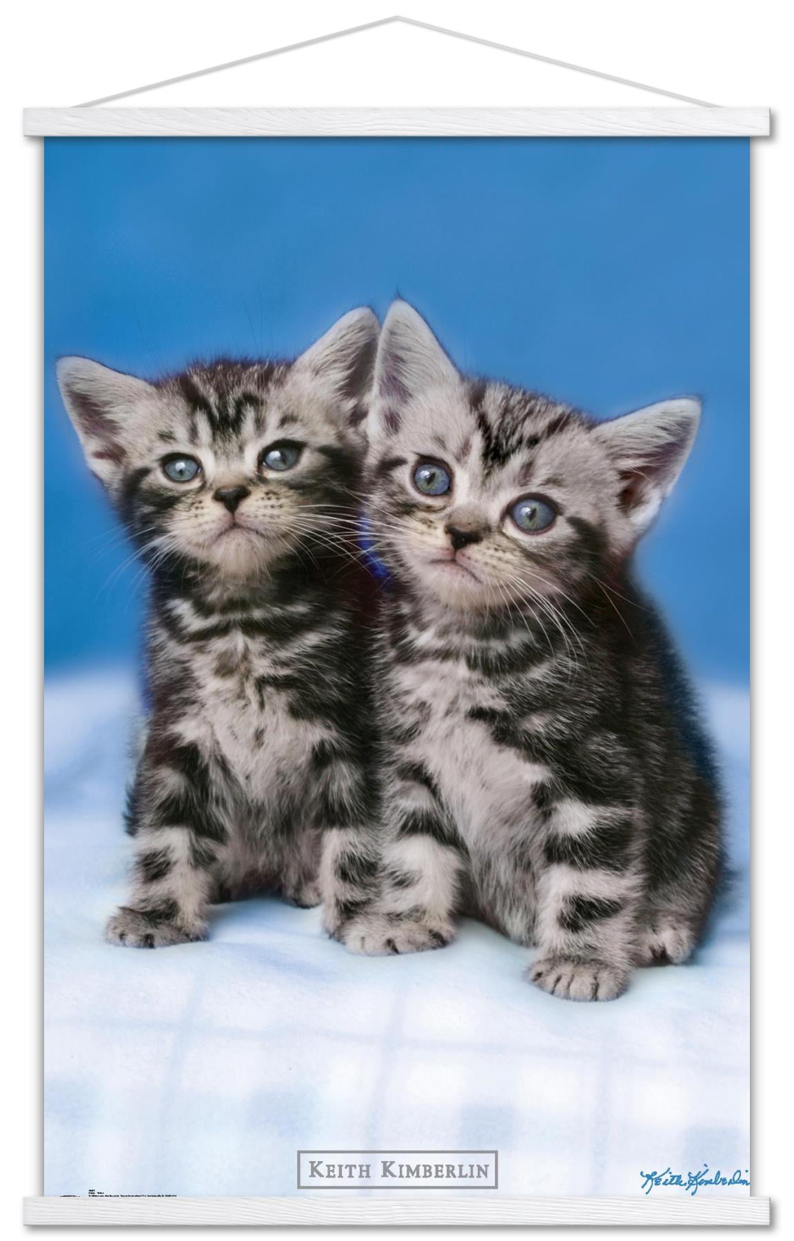 Keith Kimberlin - Kittens - Twins Wall Poster with Wooden Magnetic ...