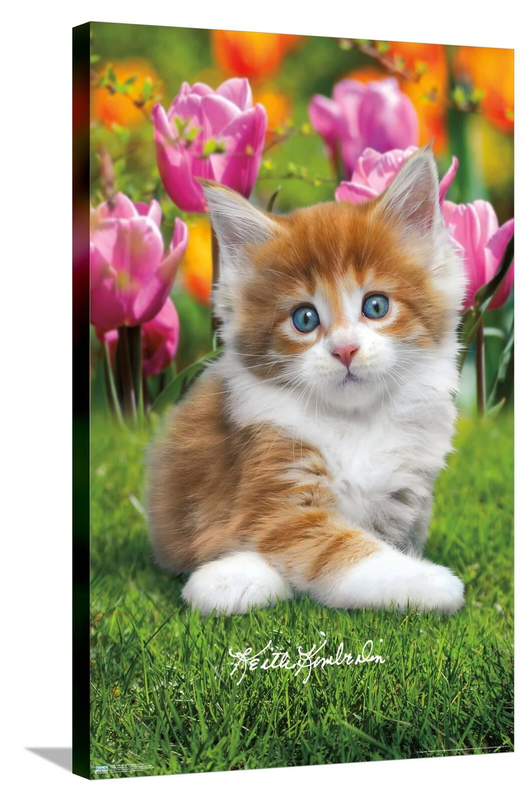Keith Kimberlin - Maine Coon Kitten Canvas Wall Poster, 22.375" x 34 ...