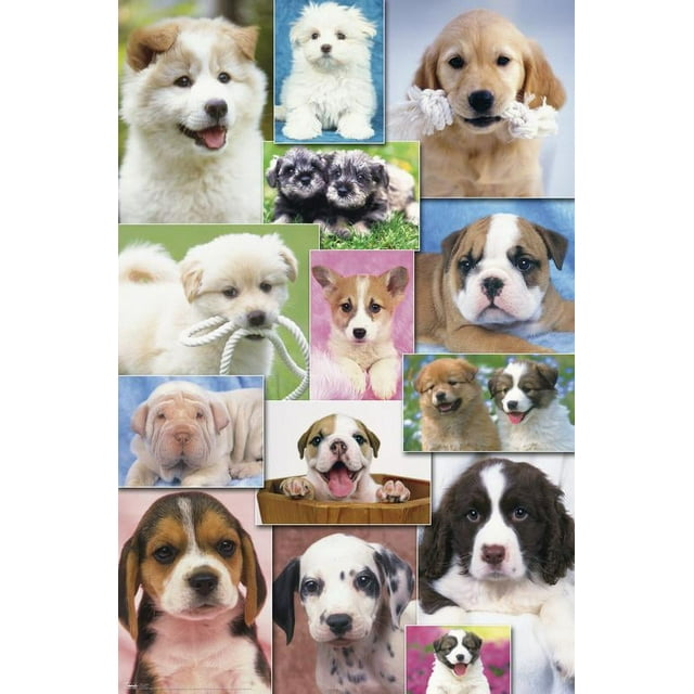 Keith Kimberlin - Puppies Grid Wall Poster, 22.375" x 34" - Walmart.com