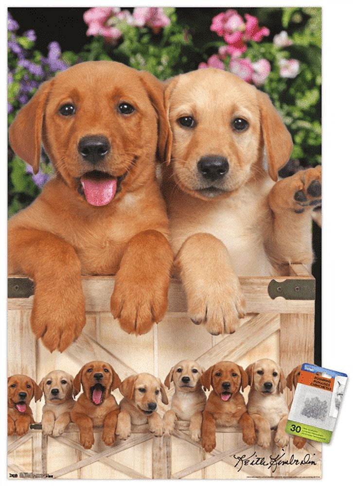 Keith Kimberlin - Puppies - Labs Wall Poster with Push Pins, 22.375" x ...