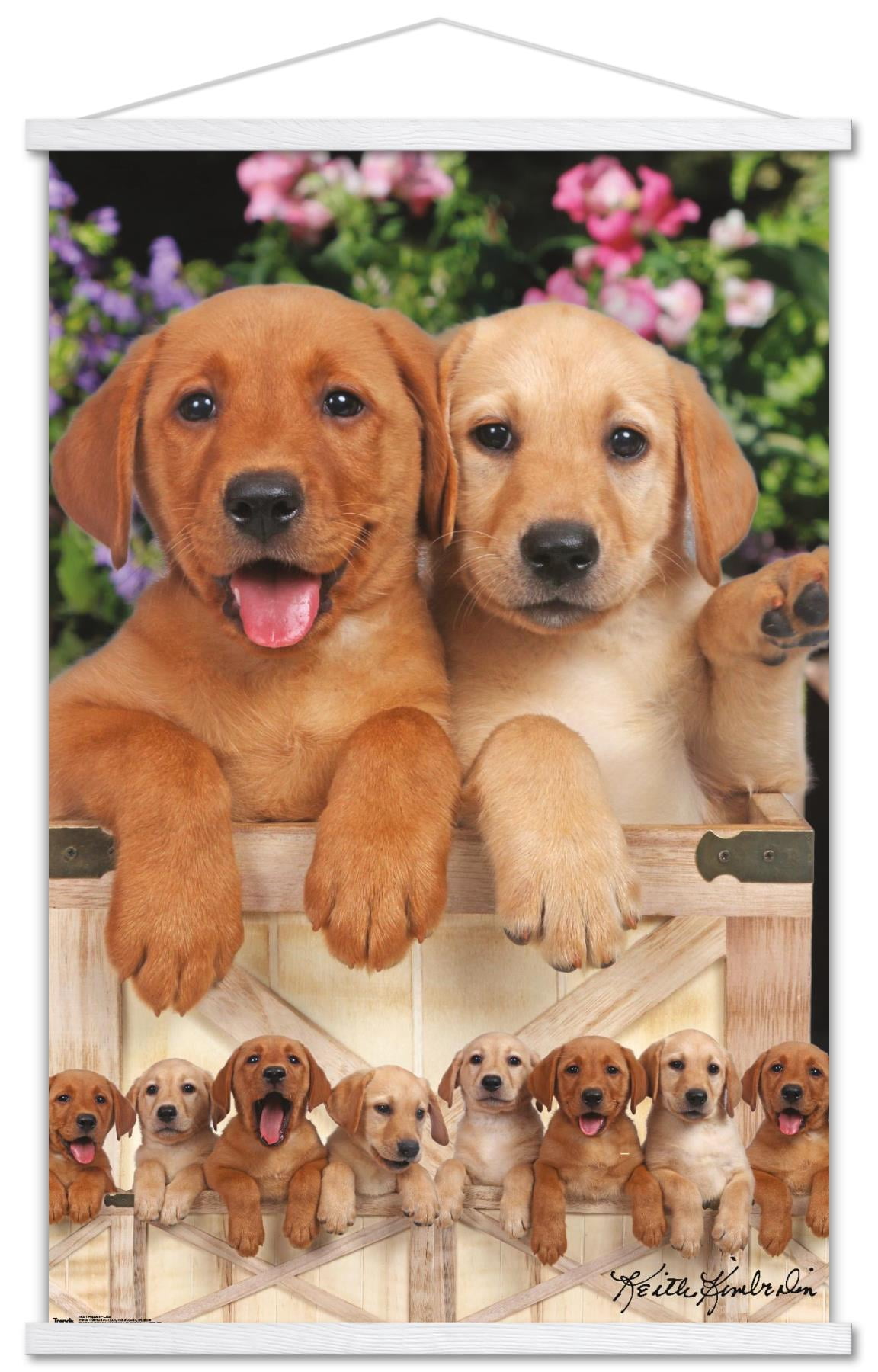 Keith Kimberlin - Puppies - Labs Wall Poster with Wooden Magnetic Frame ...