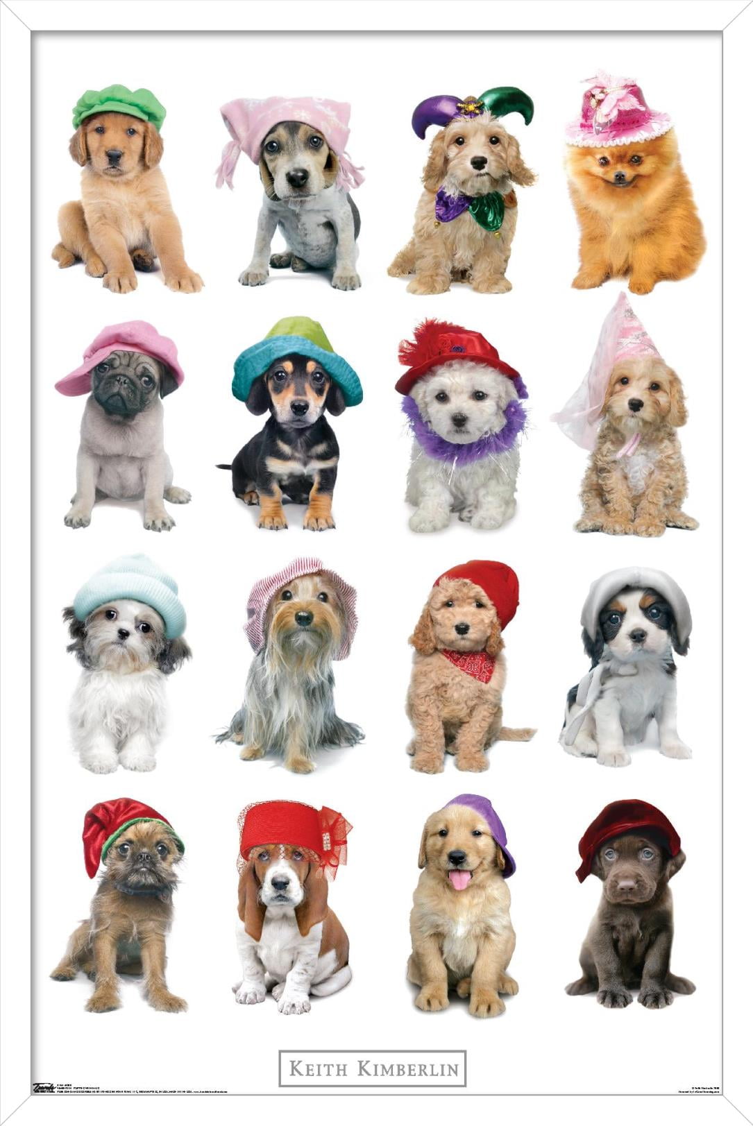 Keith Kimberlin - Puppies With Hats Wall Poster, 14.725" x 22.375 ...