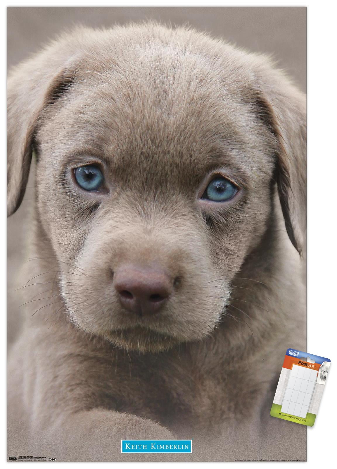 Keith Kimberlin - Puppy - Blue Eyes Wall Poster, 14.725" x 22.375 ...